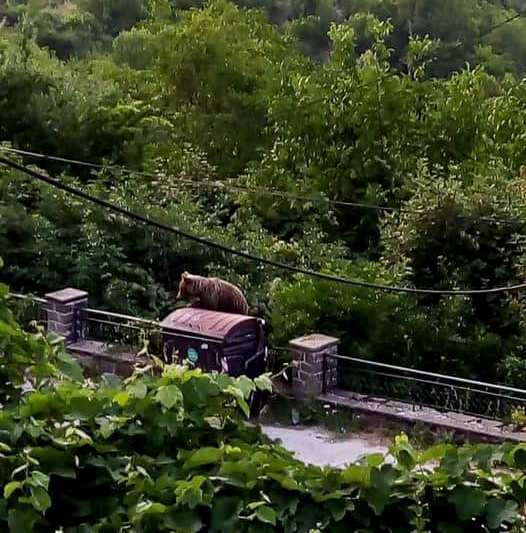Λύσεις για την εξεύρεση τροφής της αρκούδας - EPIRUS Online
