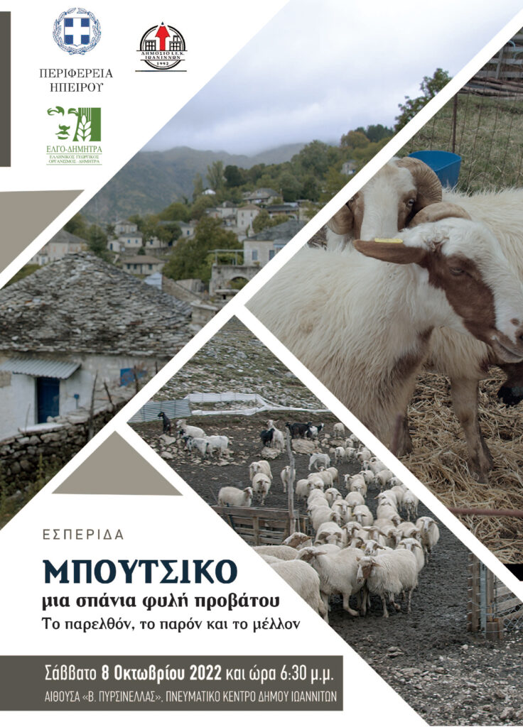 Μπούτσικο, μια σπάνια φυλή προβάτου - EPIRUS Online