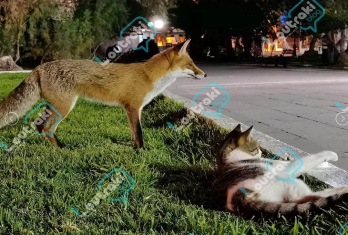Viral: Αλεπού και γάτα έχουν γίνει οι καλύτερες φίλες - EPIRUS Online