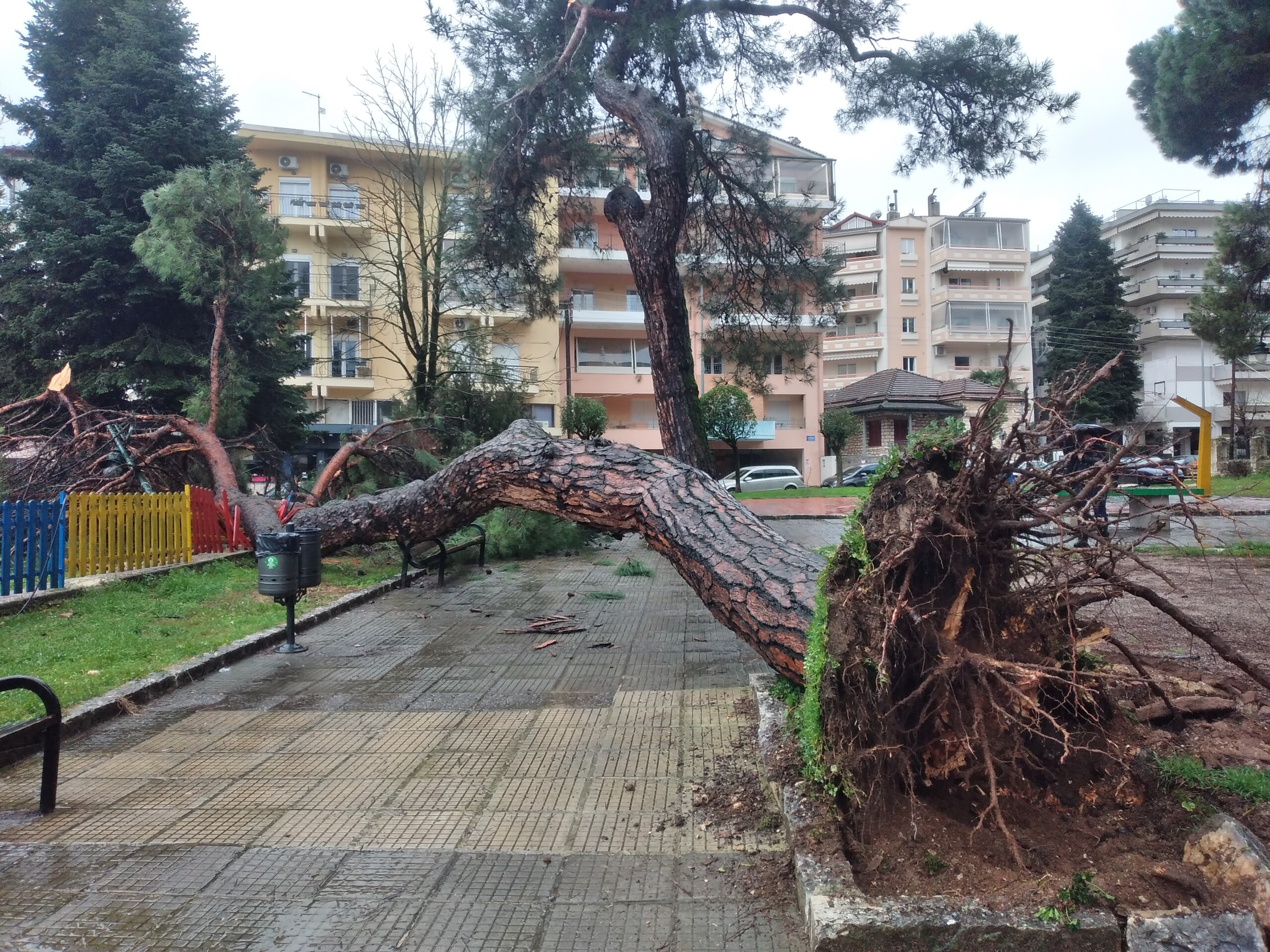 Τεράστιο πεύκο έπεσε στην παιδική χαρά στο Γηροκομείο - EPIRUS Online