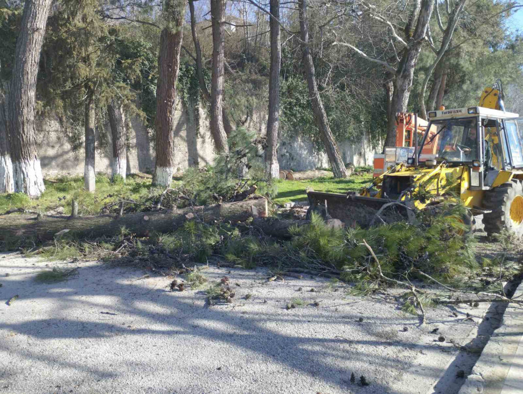Πώς και γιατί κόβονται δένδρα σε διάφορα σημεία - EPIRUS Online