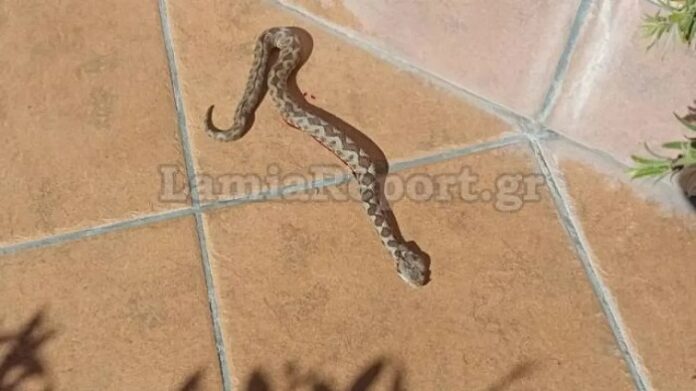 Λαμία: Οχιά... έκοβε βόλτες σε αυλή σπιτιού στον Αφανό - EPIRUS Online