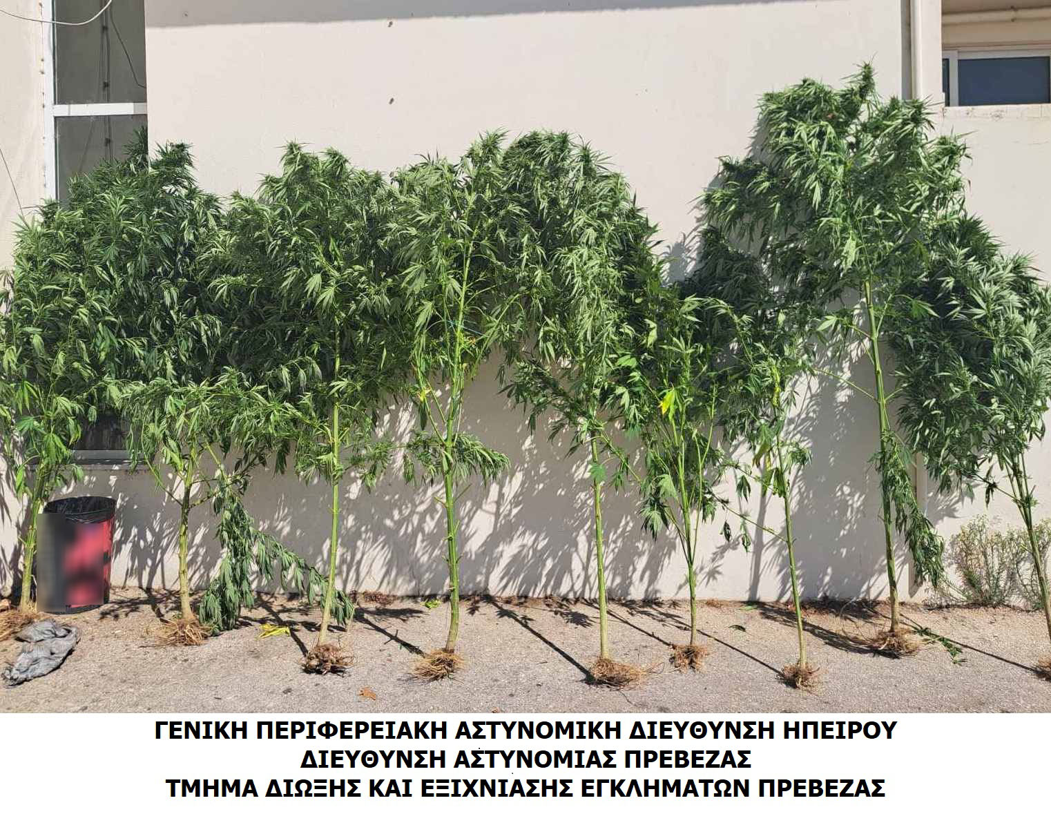 Σύλληψη άνδρα στην Πρέβεζα για καλλιέργεια και κατοχή κάνναβης - EPIRUS ...